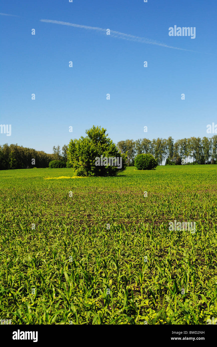 Corn fields ukraine hi-res stock photography and images - Alamy