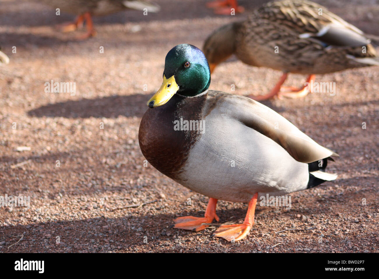 Male mallard duck Stock Photo - Alamy