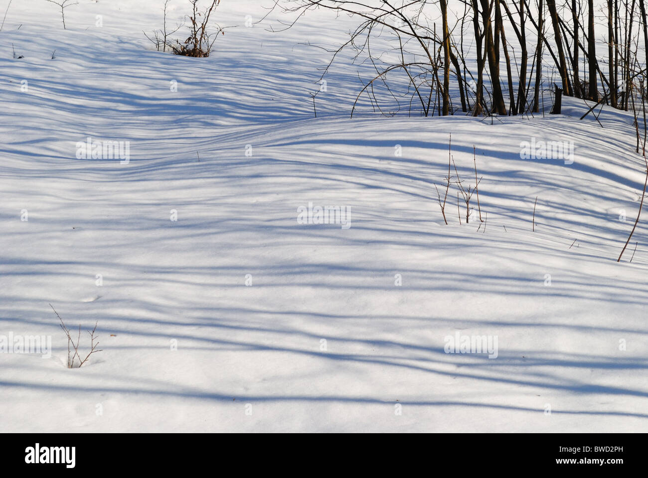 Winter still life Stock Photo - Alamy