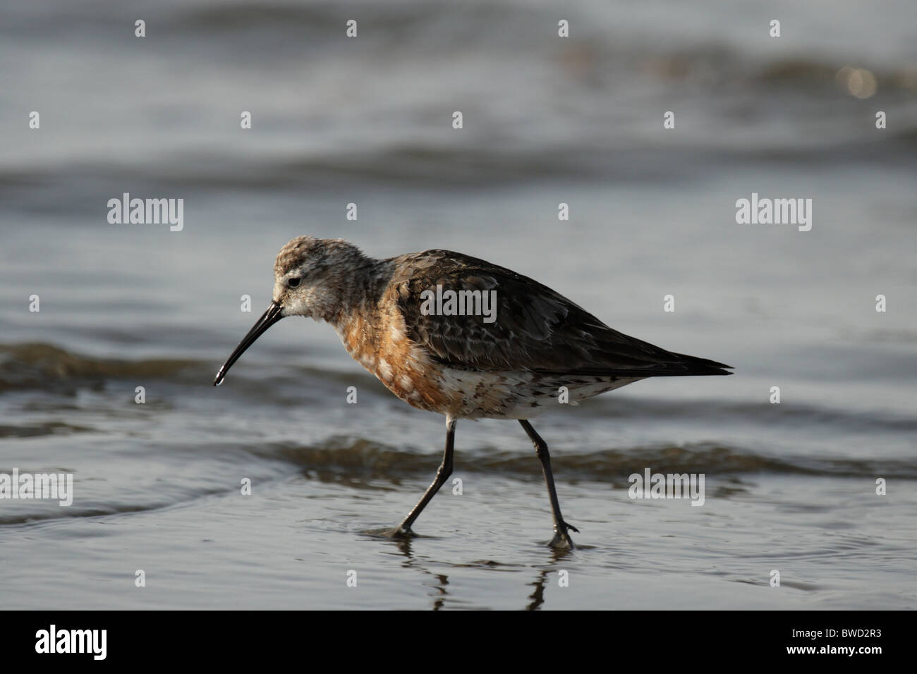 Curlew sandpiper (Calidris ferruginea) on the beach in Namibia Stock ...