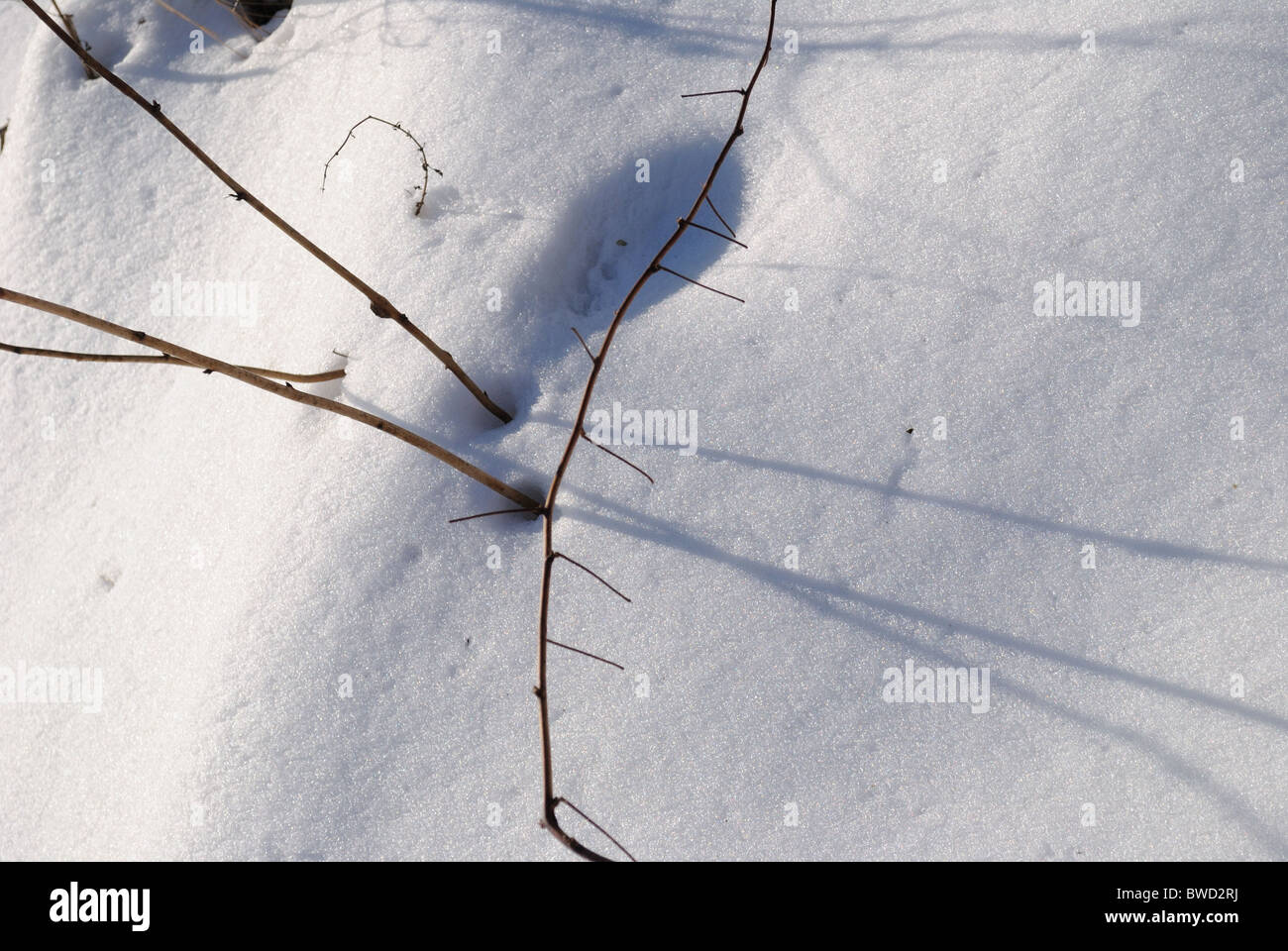 Winter still life Stock Photo - Alamy