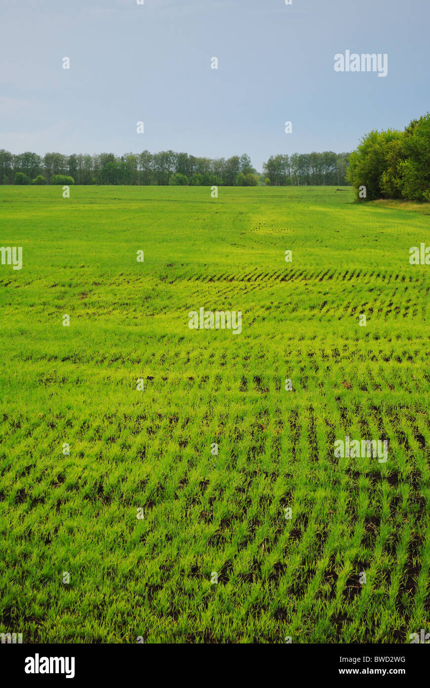 Crops growing in a spring field Stock Photo - Alamy