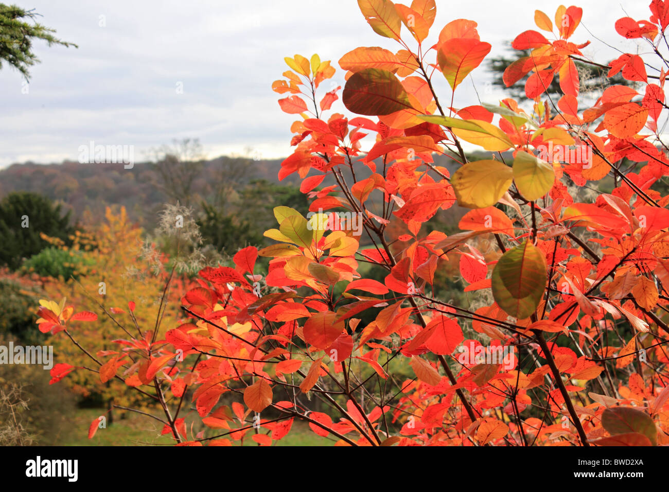 Multi coloured autumn leaves, Surrey, England, UK Stock Photo - Alamy