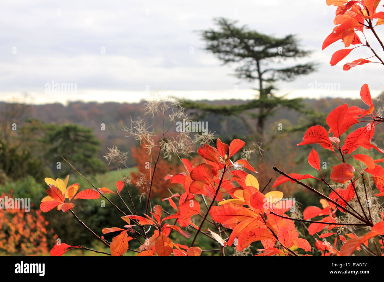 Multi coloured autumn leaves, Surrey, England, UK Stock Photo - Alamy