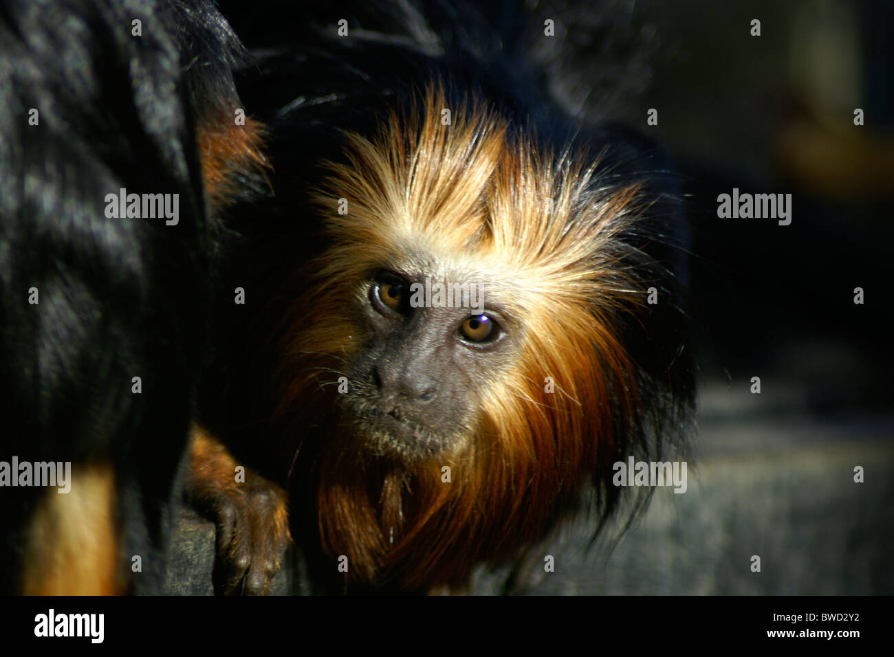 Colchester zoo monkey hi-res stock photography and images - Alamy