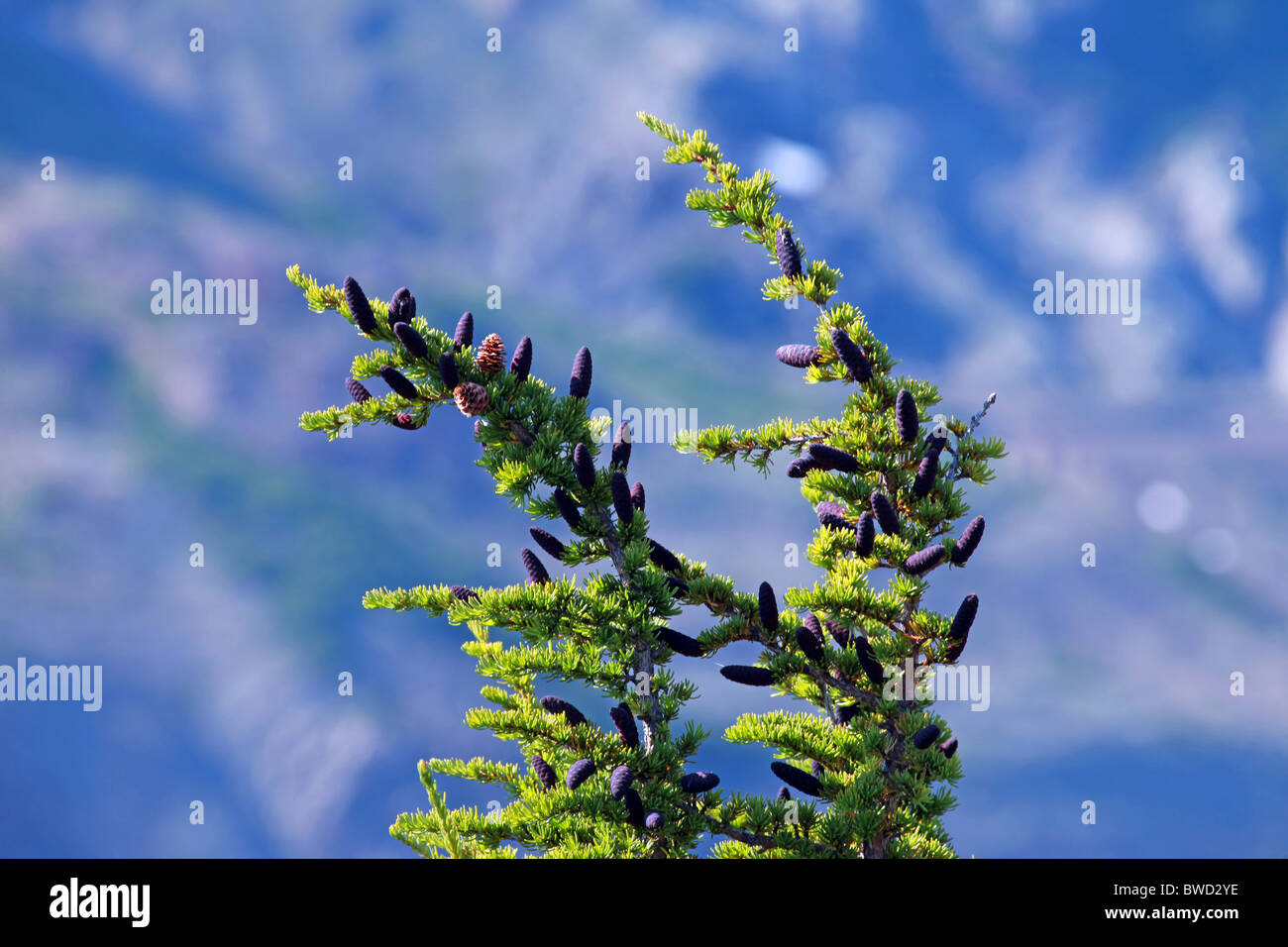 Close up view of the subalpine fir cones in Canada Stock Photo - Alamy