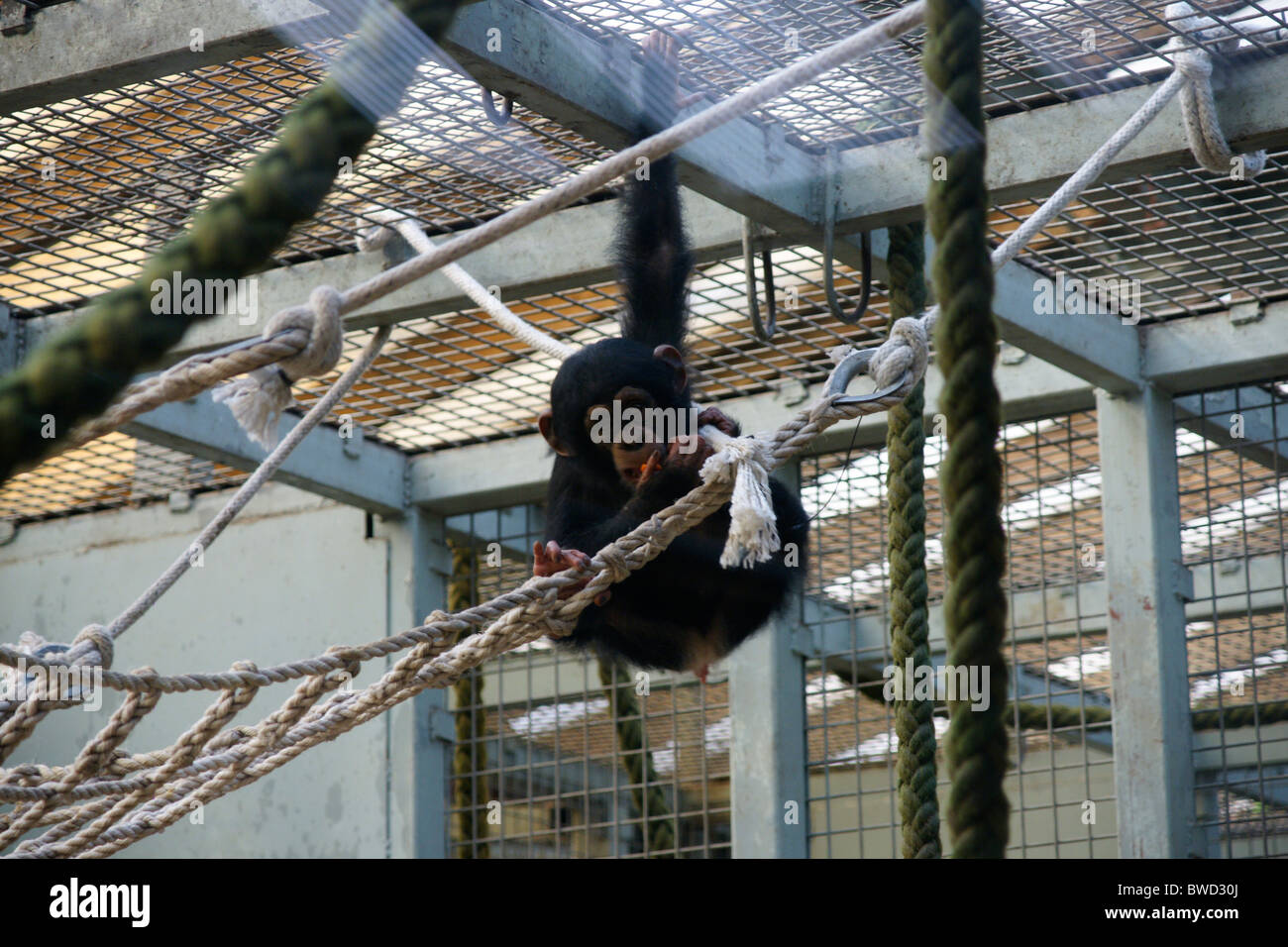 baby chimp in zoo Stock Photo - Alamy