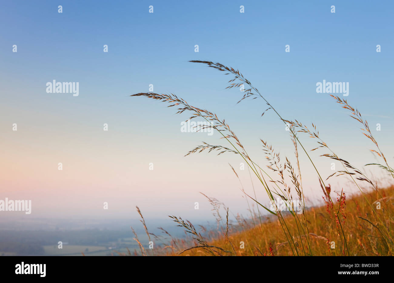 Detail of grass at sunset; South Downs; England, Great Britain Stock ...