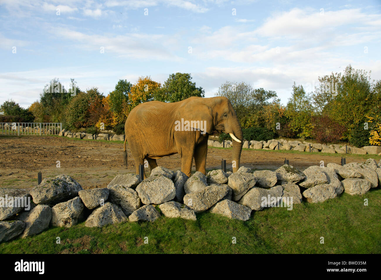 african elephants at colchester zoo Stock Photo - Alamy