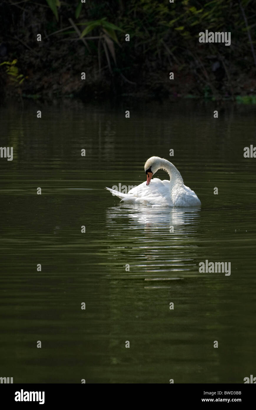 a preening adult white swan Stock Photo - Alamy
