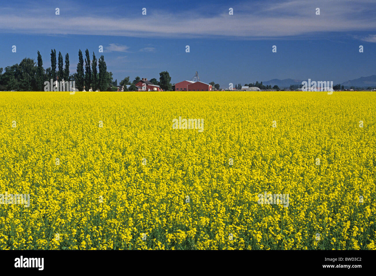 Mustard plants in a field Stock Photo - Alamy
