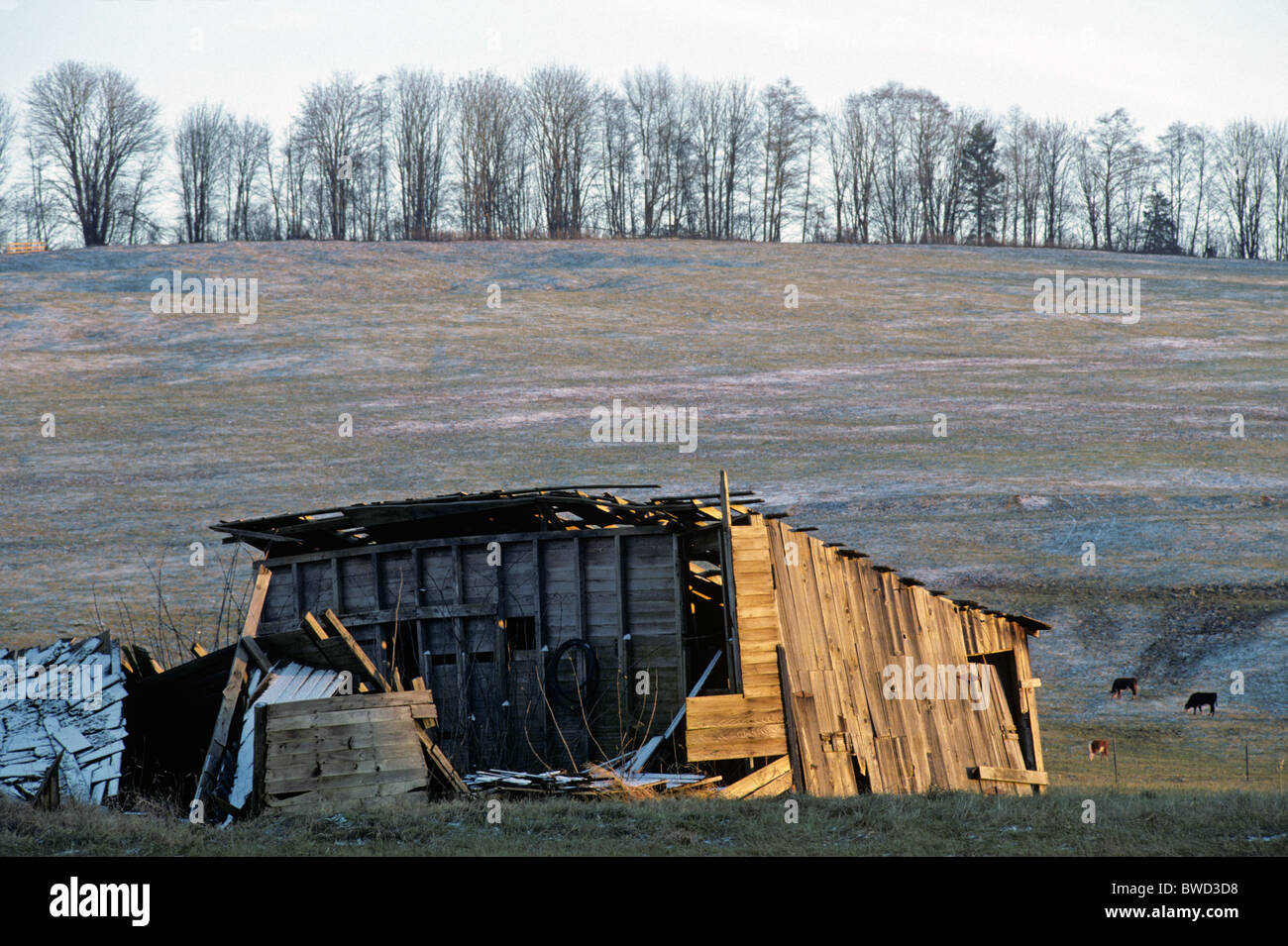 Old barn weather beaten and falling down in field of winter frost ...