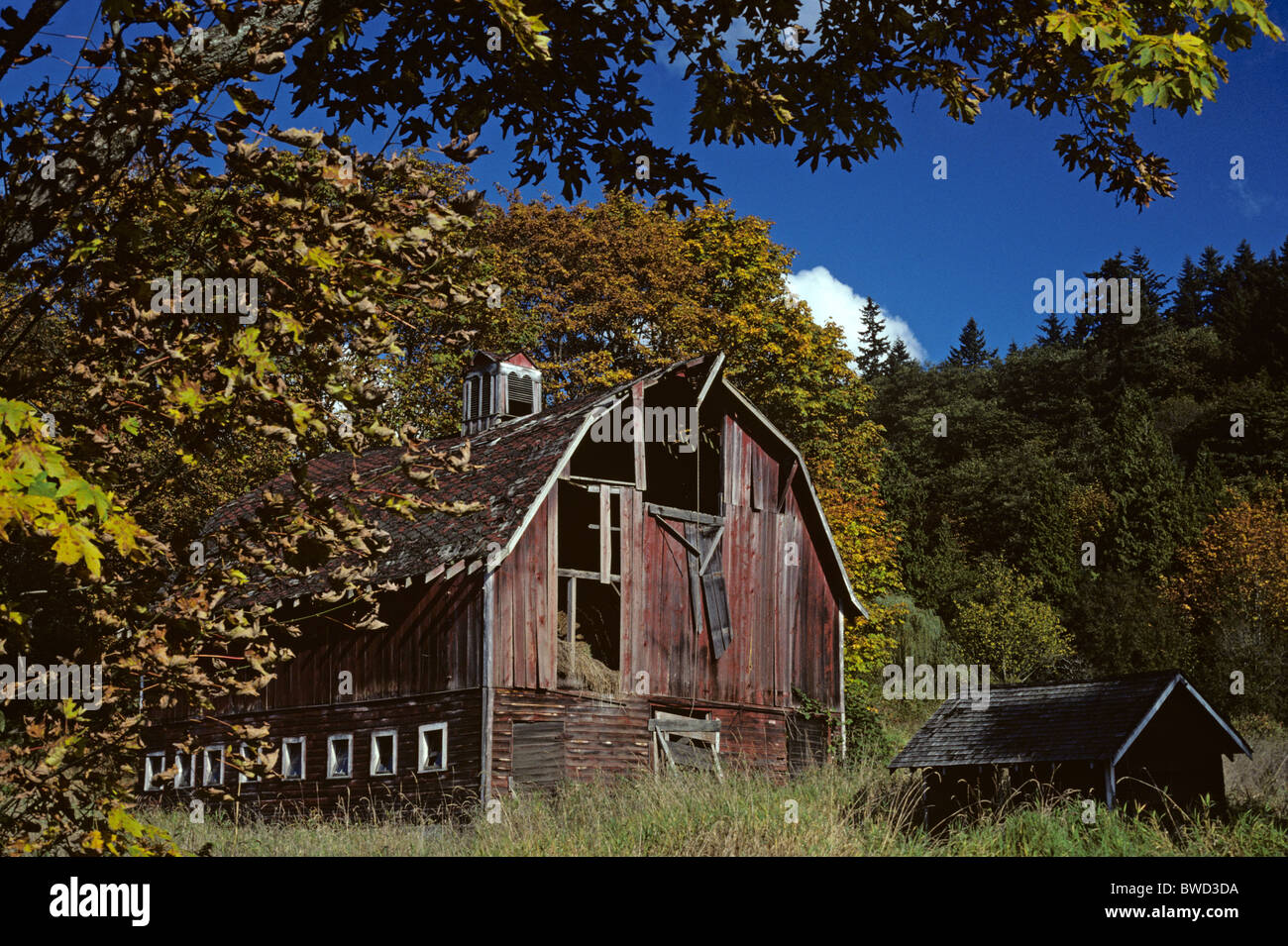 Old barn weather beaten falling down framed with fall leaves on a sunny ...