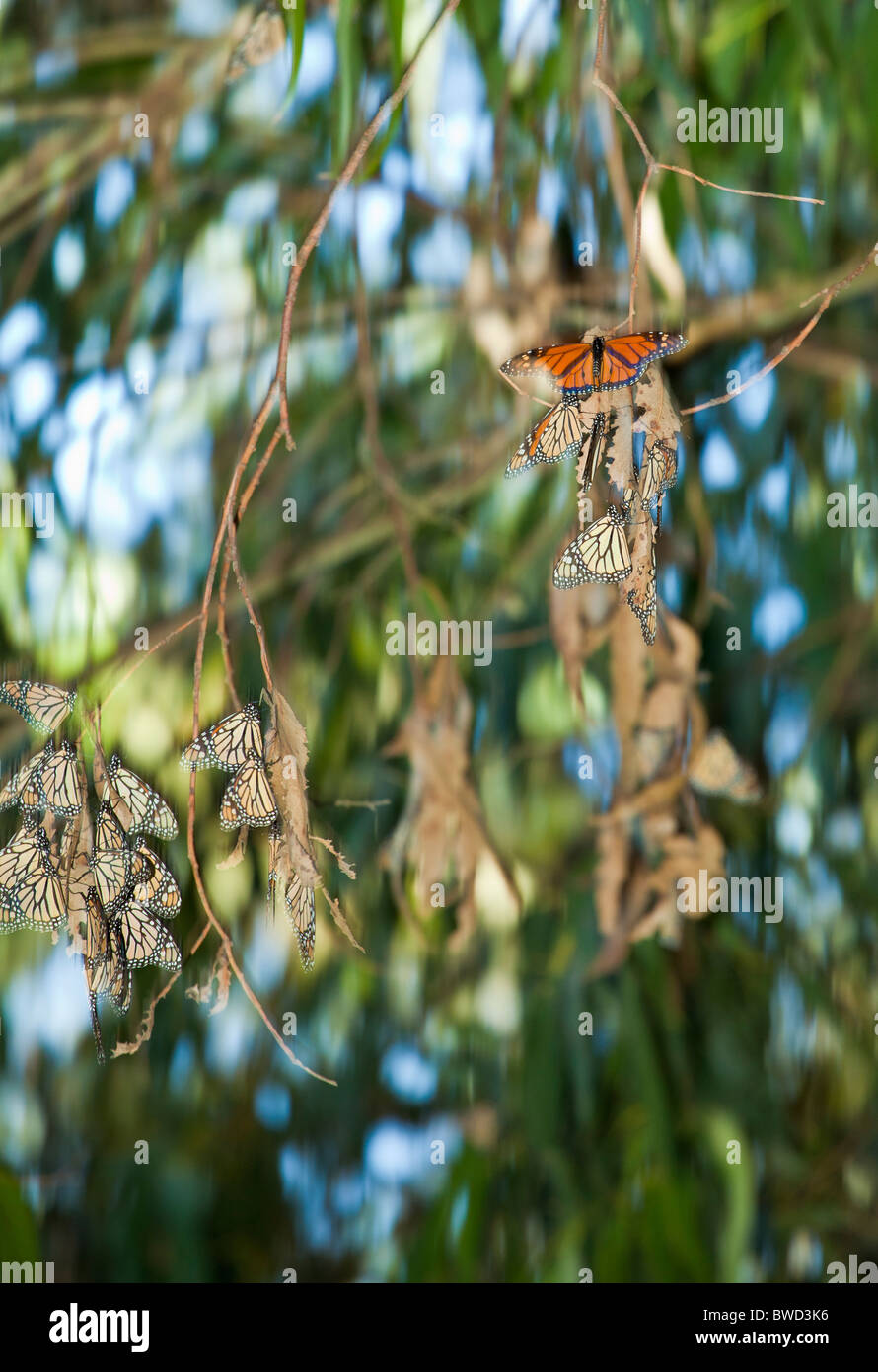 Monarch butterflies photographed in their natural setting of eucalyptus ...