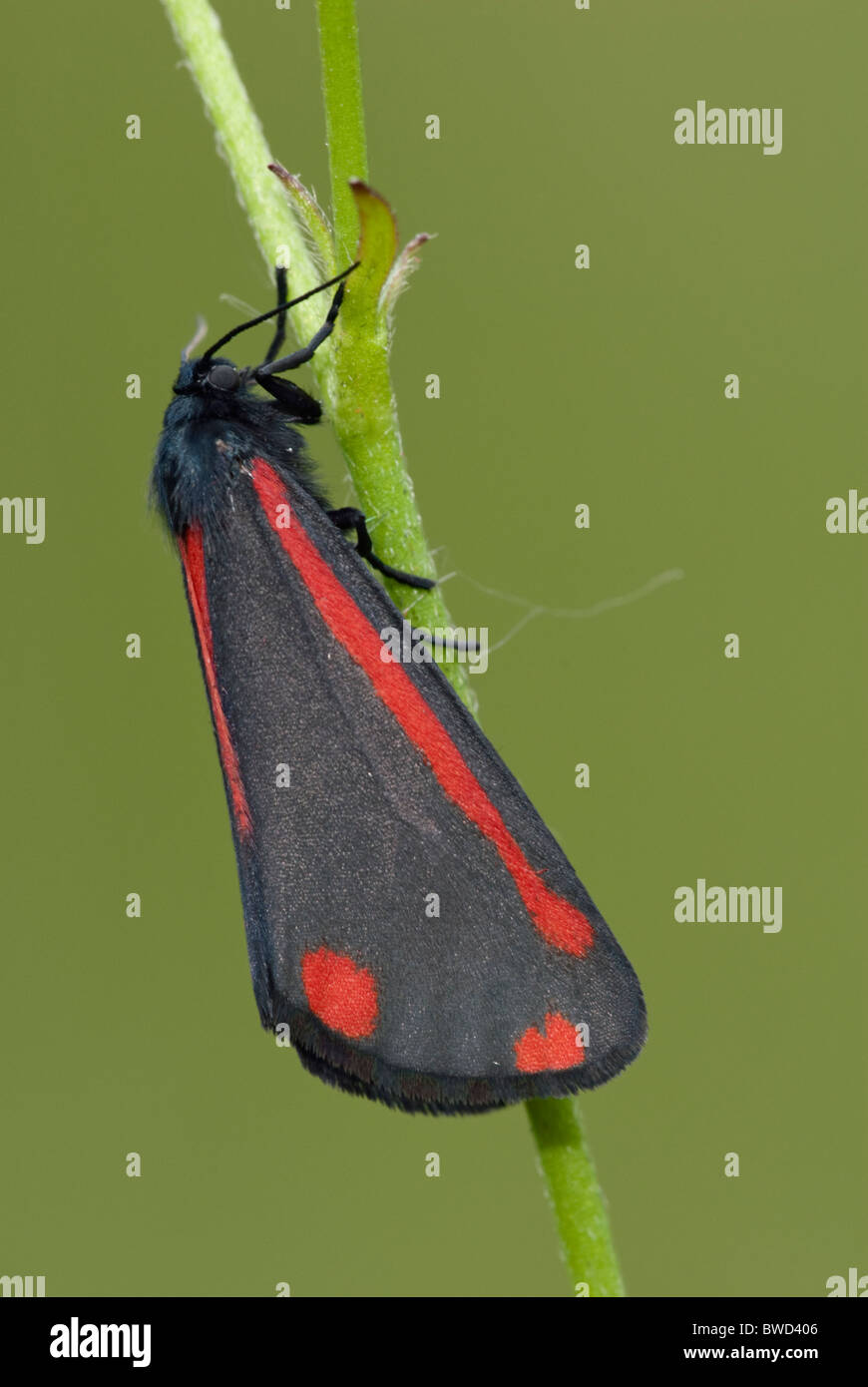 Cinnabar Moth at rest Stock Photo - Alamy