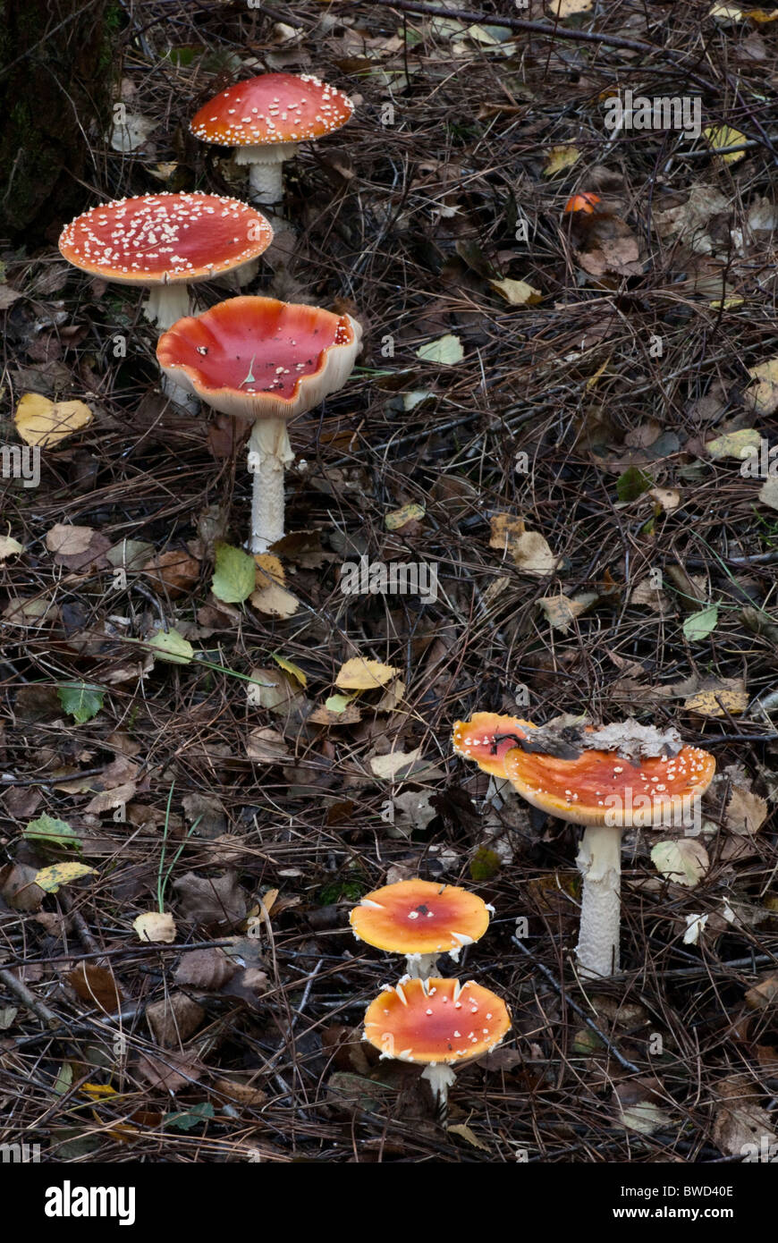 Fly Agaric toadstools Stock Photo - Alamy
