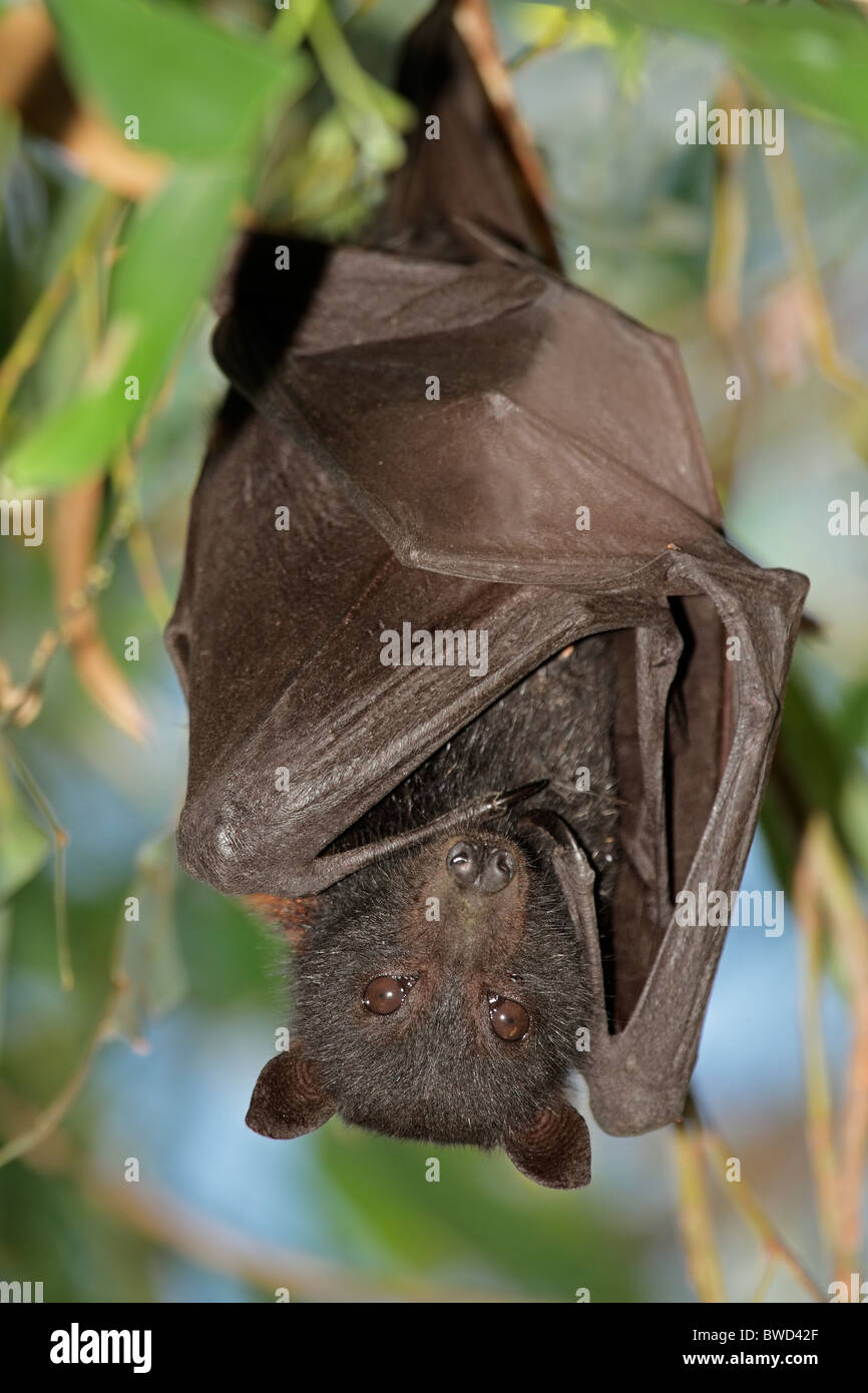 Black flying-fox (Pteropus alecto), Kakadu National Park, Northern ...