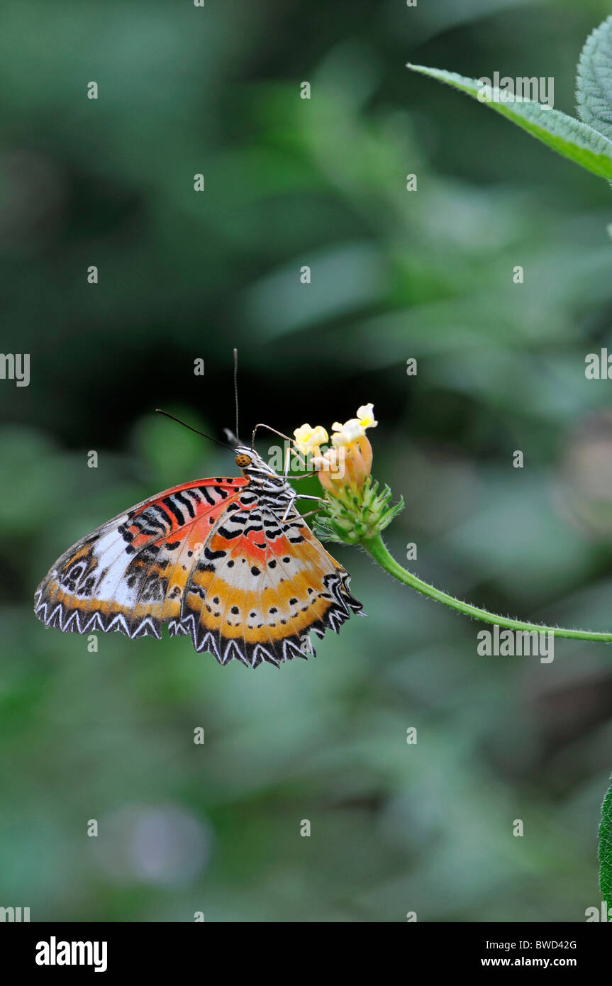 Malay Lacewing Butterfly: Cethosia biblis Stock Photo - Alamy