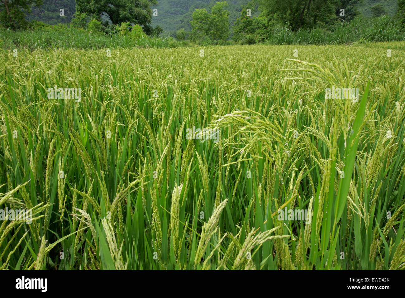 Rice field with mature rice plants, China Stock Photo - Alamy