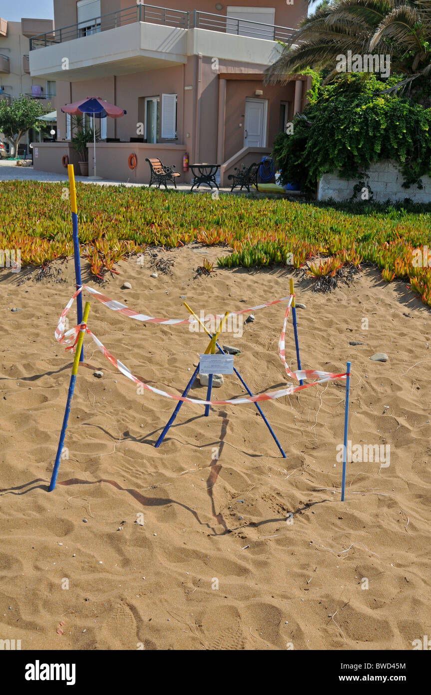 Nest site of Loggerhead Turtle: Caretta caretta. Platanias, Crete ...