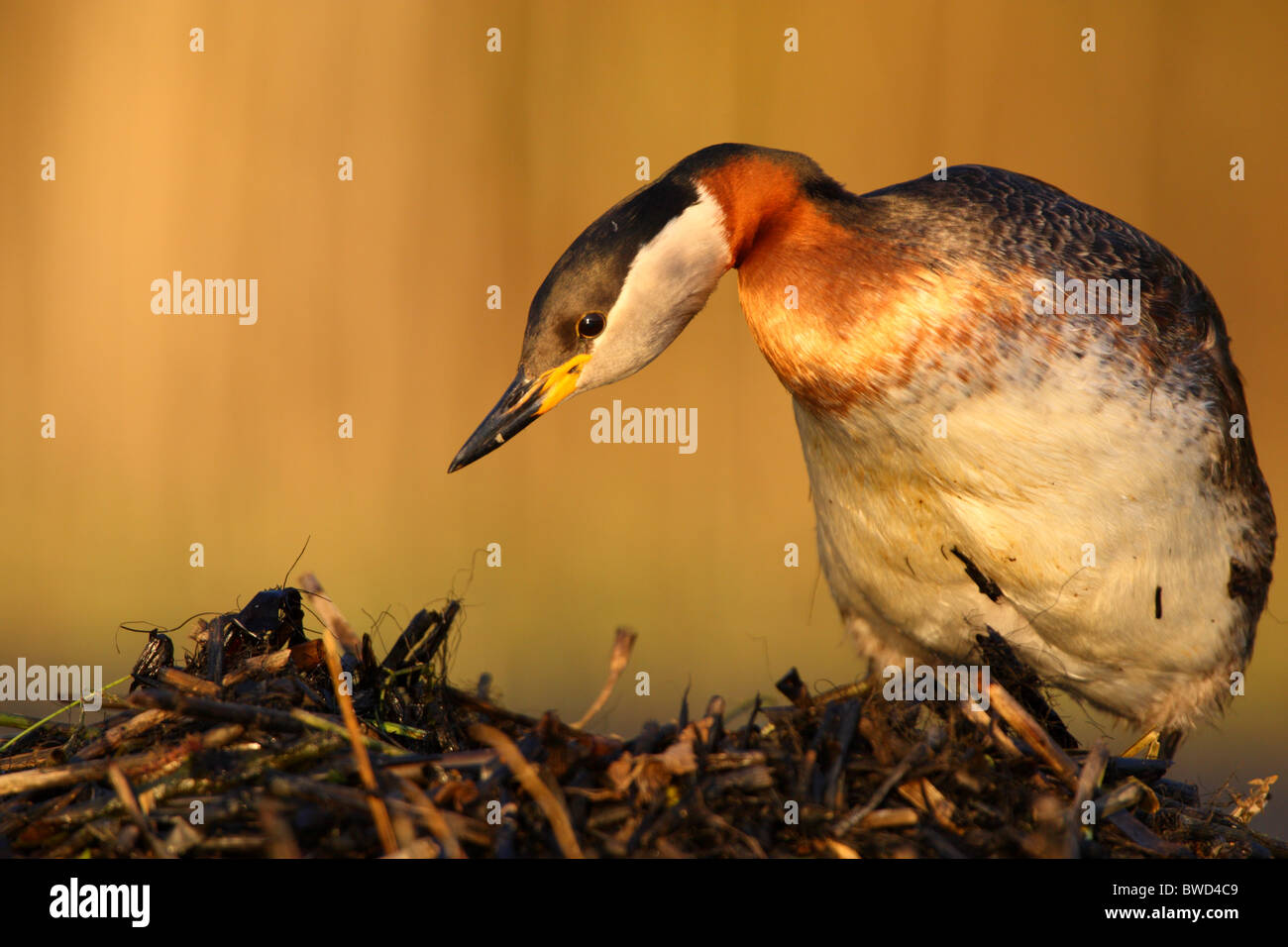 Red-necked Grebe (Podiceps grisegena) on floating nest. Spring, Europe ...