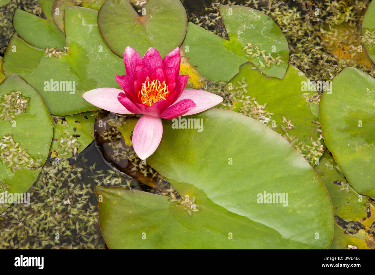 A pink water lily (Nymphaea pygmaea Stock Photo - Alamy