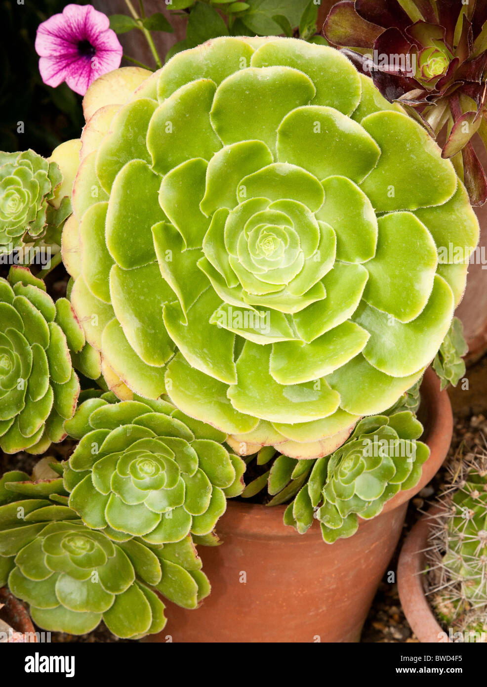 Plant aeonium hi-res stock photography and images - Alamy