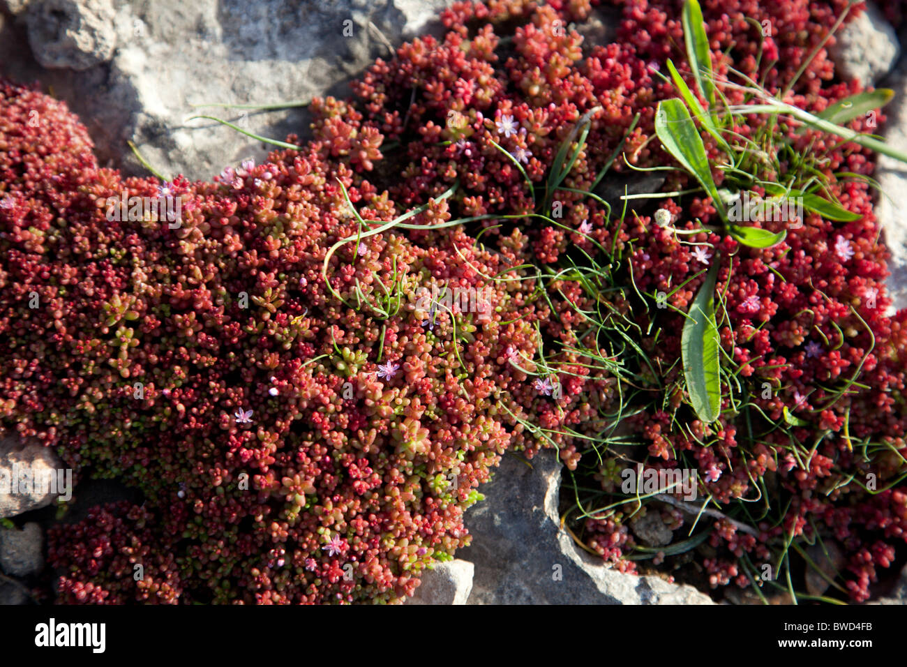 A blue stonecrop thriving on rugged rocky garigue habitat in Malta ...