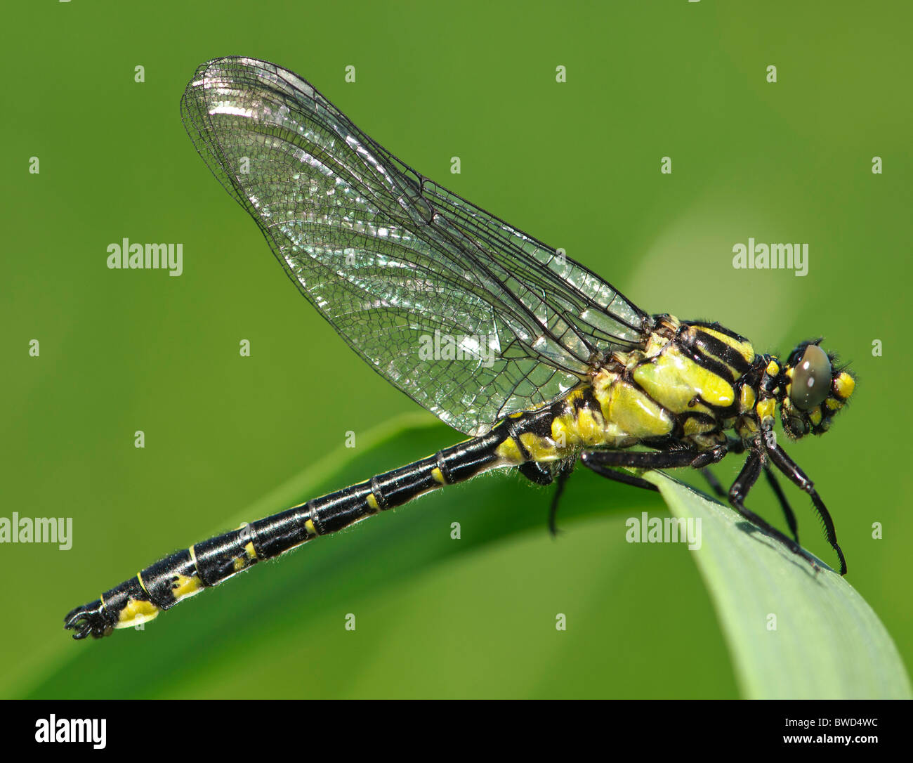 Club-tailed Dragonfly Gomphus vulgatissimus resting on a grass blade ...