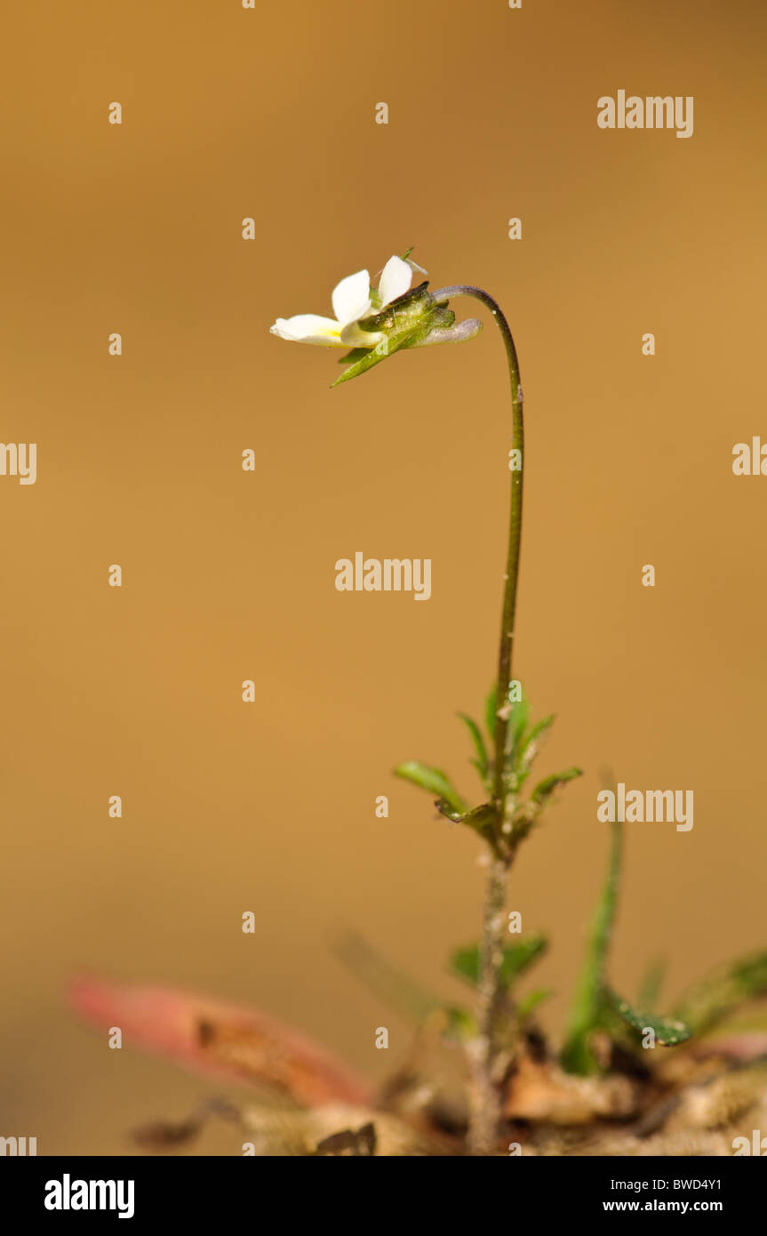 Field Pansy Viola arvensis Stock Photo - Alamy