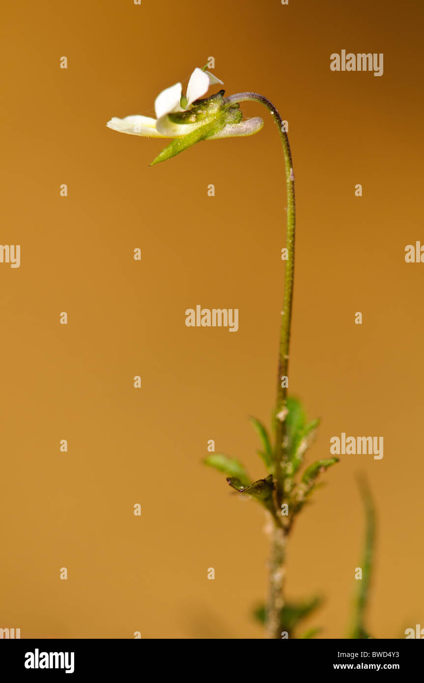 Field Pansy Viola arvensis Stock Photo - Alamy