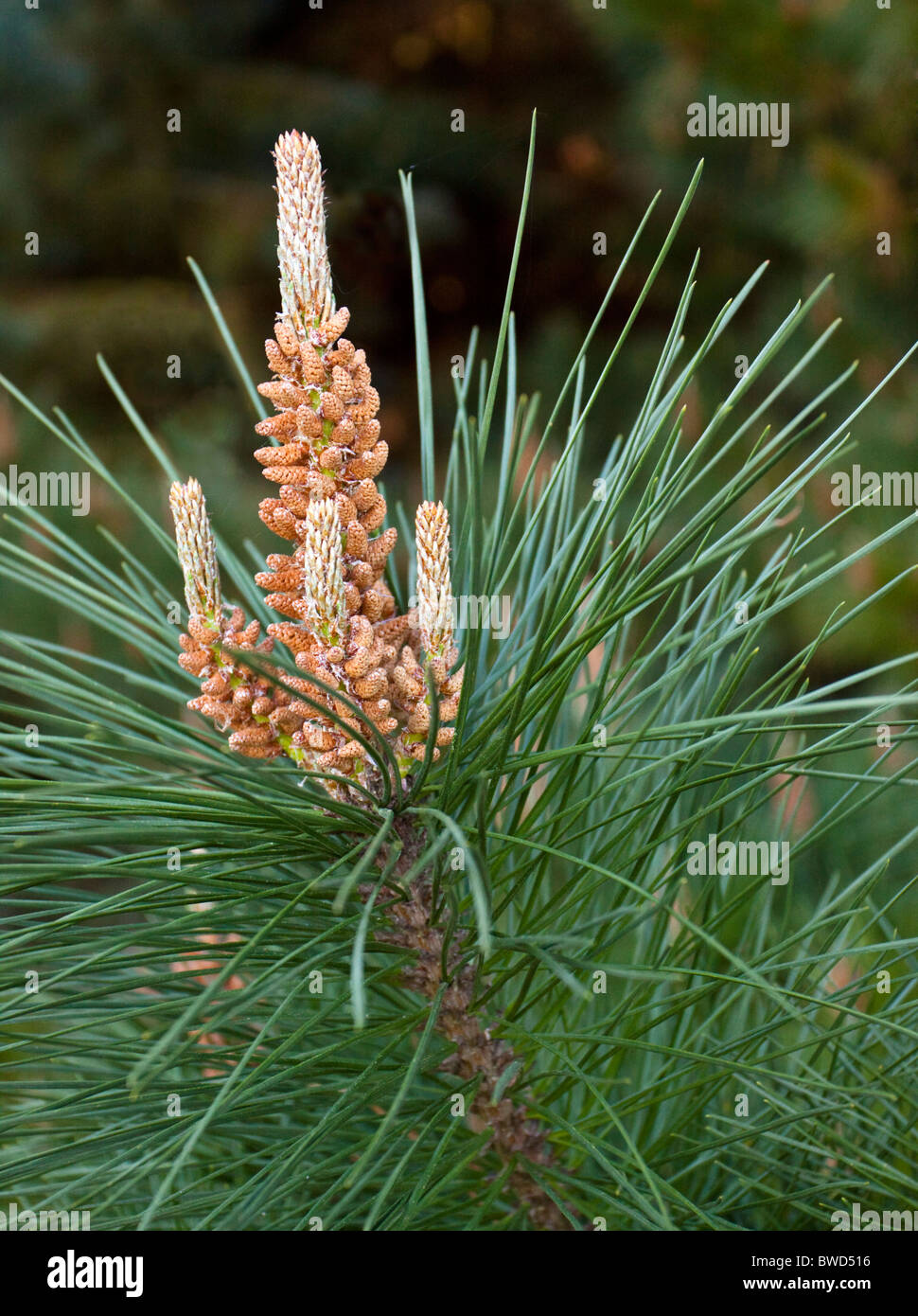 Conifers cone flower hi-res stock photography and images - Alamy