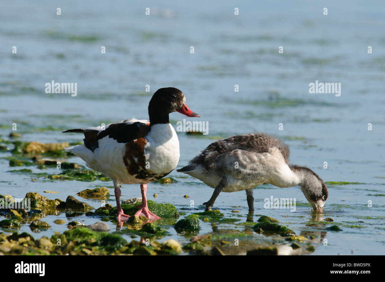 Tadorna tadorna female hi-res stock photography and images - Alamy