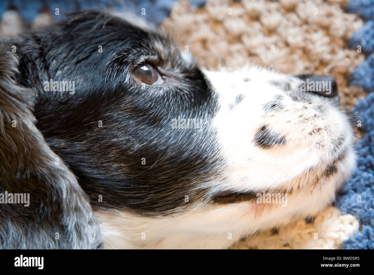 Old english cocker spaniel hi-res stock photography and images - Alamy