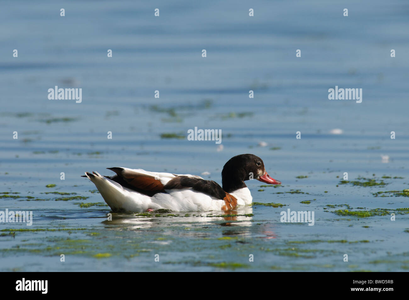 Common shelduck swimming in hi-res stock photography and images - Alamy