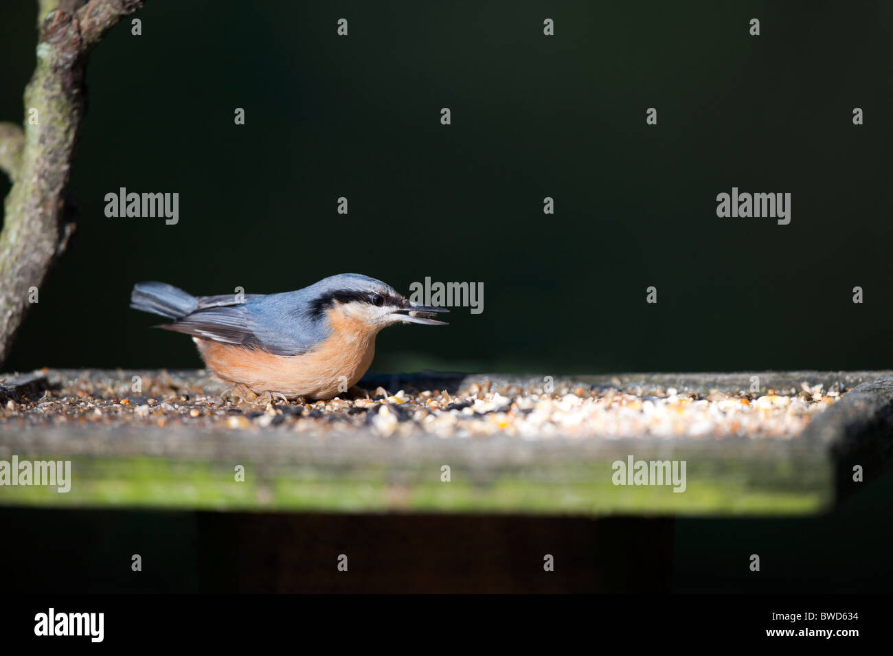 Nuthatch Feeding On Mixed Seed At A Bird Table Stock Photo - Alamy