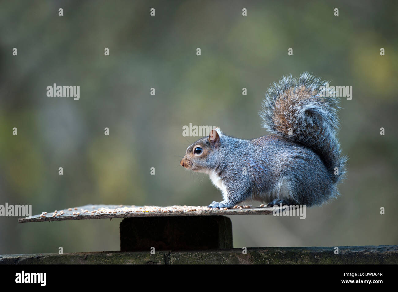 A Grey Squirrel Eating Food Off A Bird Table Stock Photo - Alamy