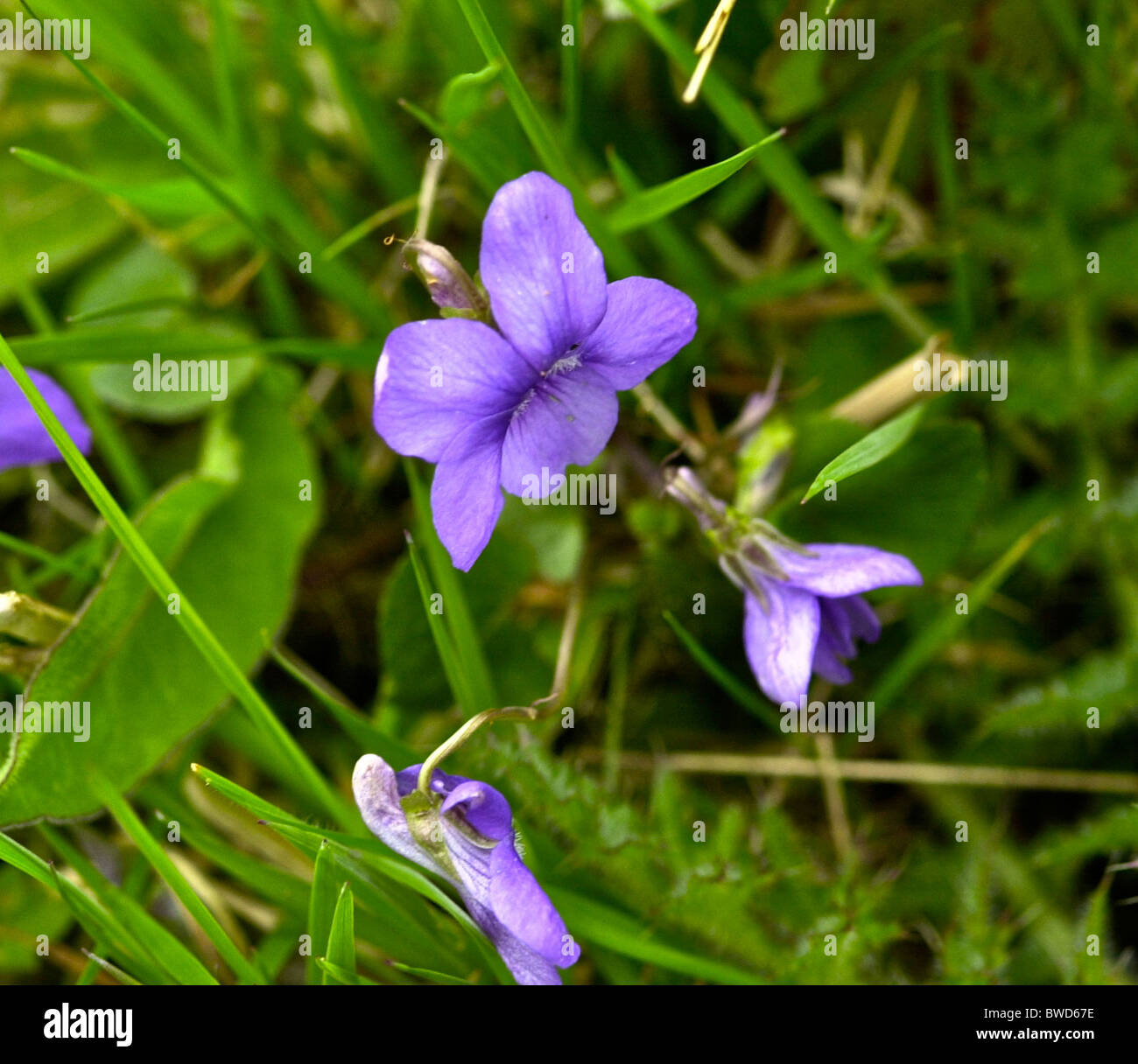 Common Dog Violet Viola riviniana Stock Photo - Alamy