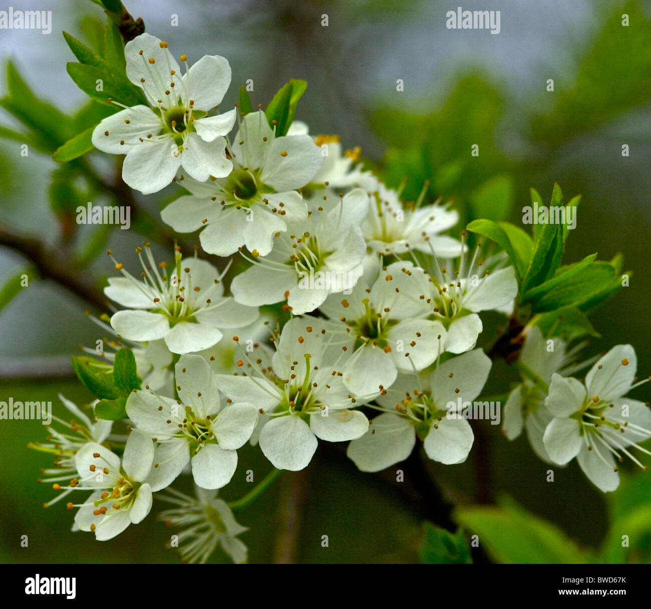 Prunus spinosa (blackthorn or sloe) is a species of Prunus native to ...