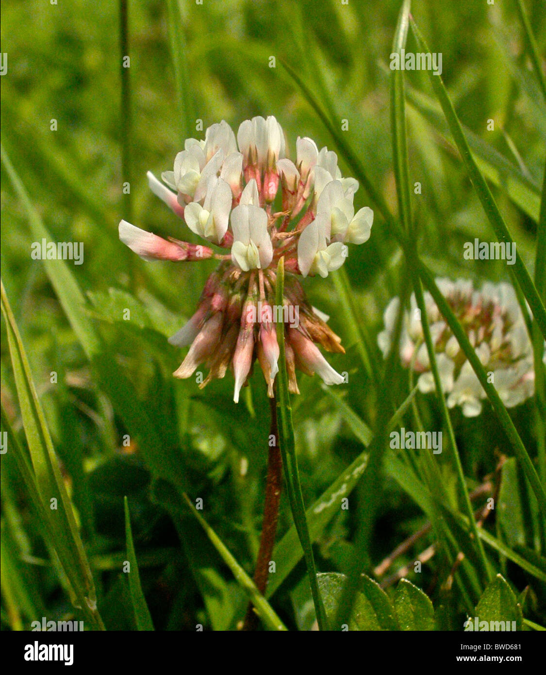 Flower native to north africa hi-res stock photography and images - Alamy