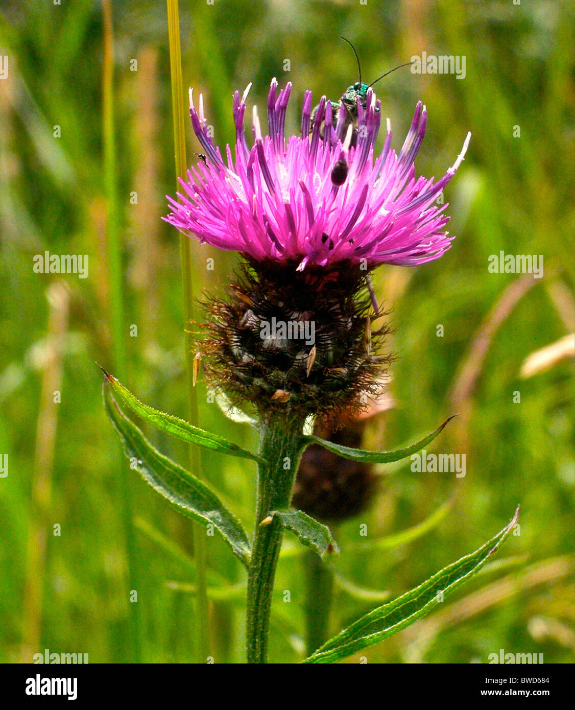Common knapweed or 'hardheads' is an upright perennial plant, thistle ...