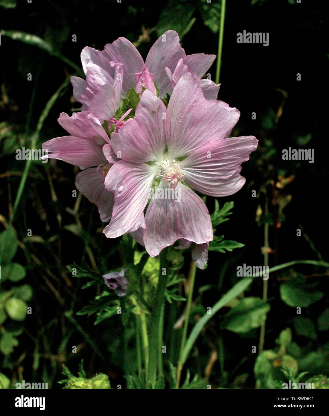 Malva moschata (Musk-mallow) is a species of Malva native to Europe and ...