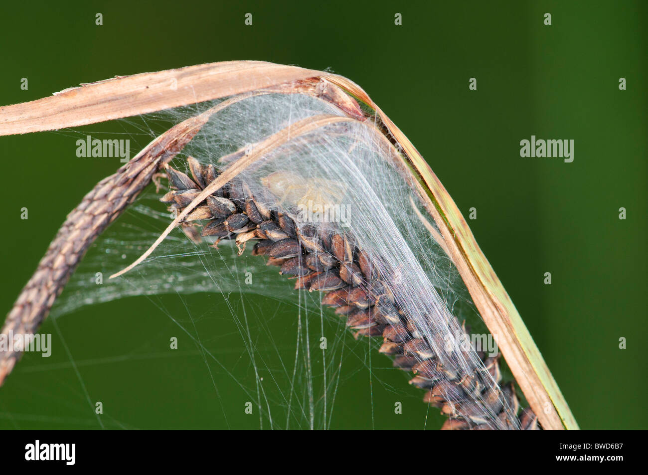 Spider in its web Stock Photo - Alamy