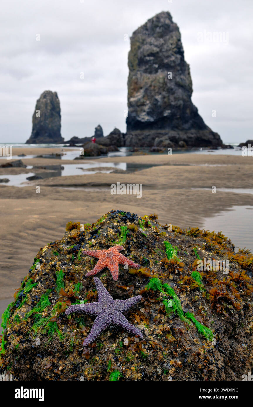cannon beach haystack rock coast coastal coastline shore shoreline ...