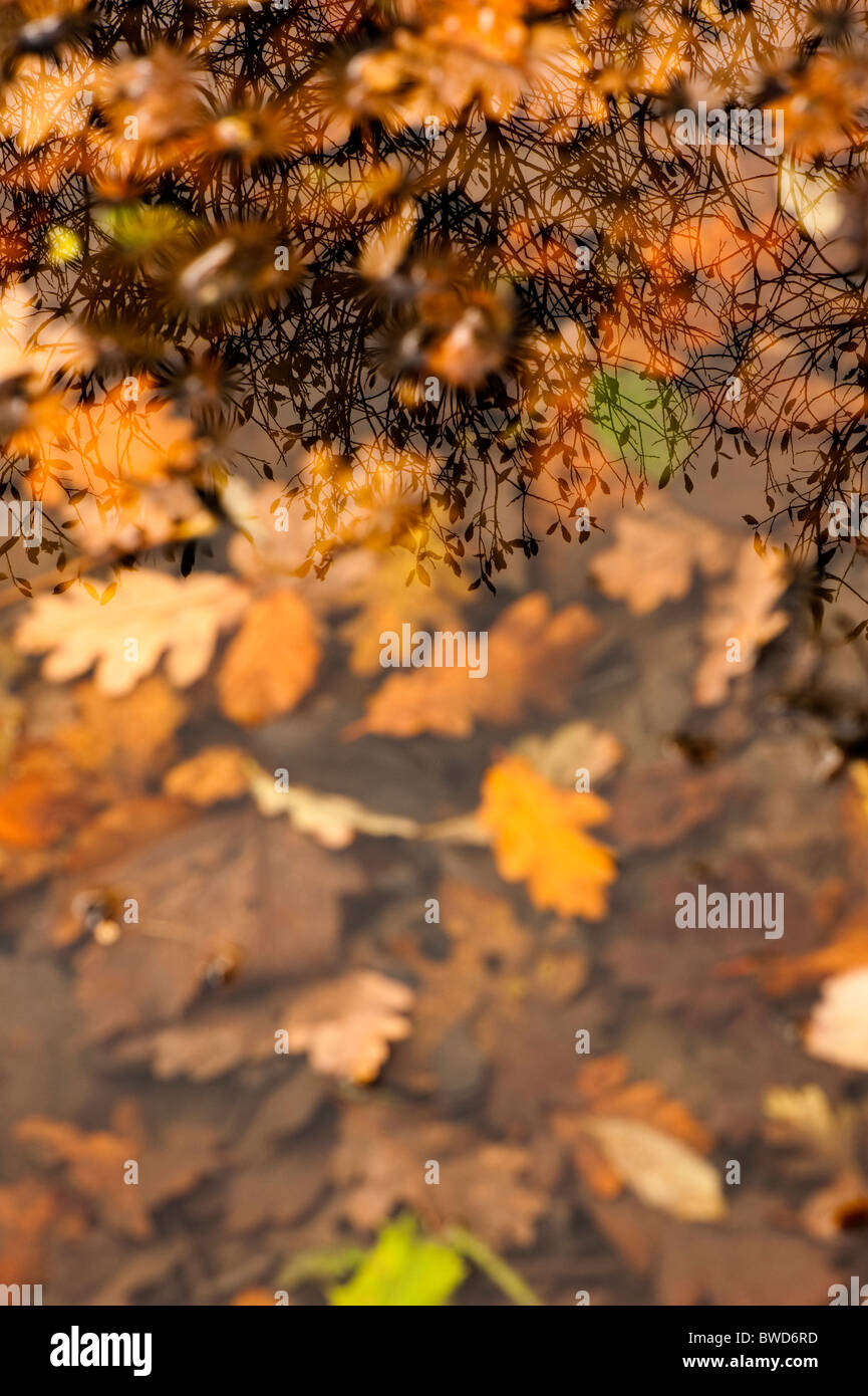 Oak tree leaves in a puddle in autumn Stock Photo - Alamy