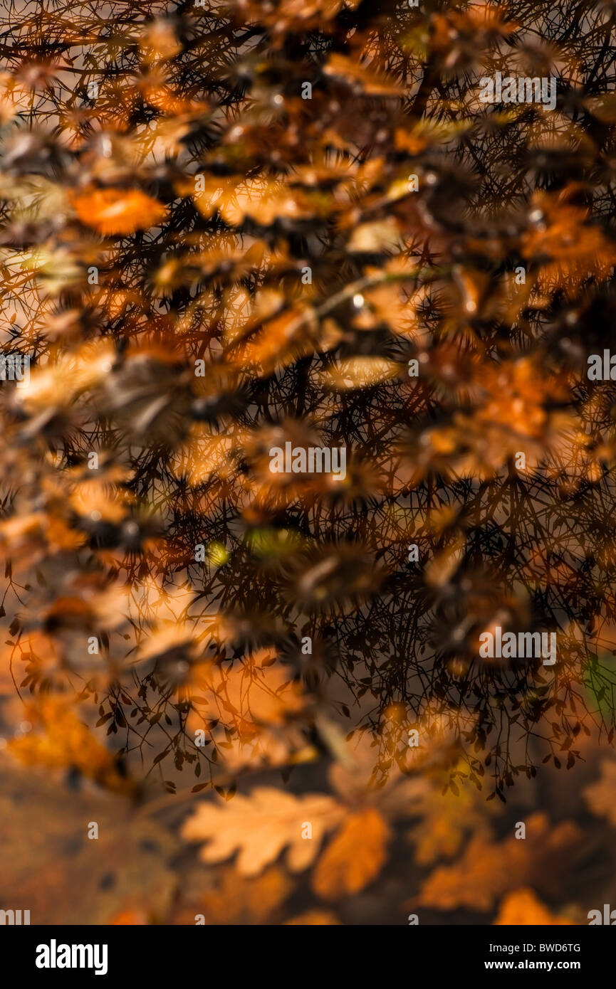 Oak tree leaves in a puddle in autumn Stock Photo - Alamy