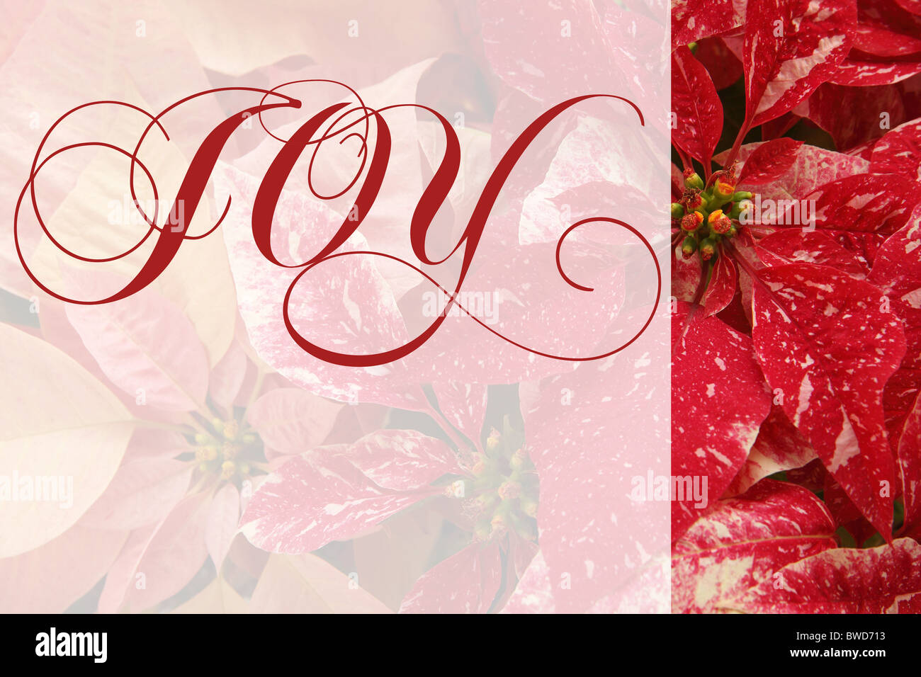 pink and red poinsettias and the word joy in a public domain script ...