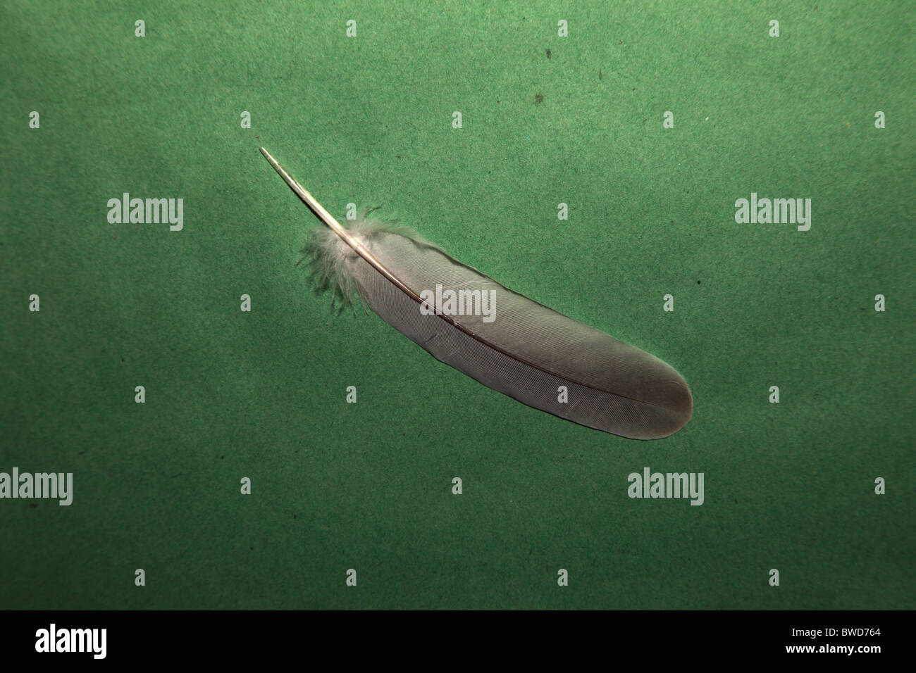 Birds feather hi-res stock photography and images - Alamy