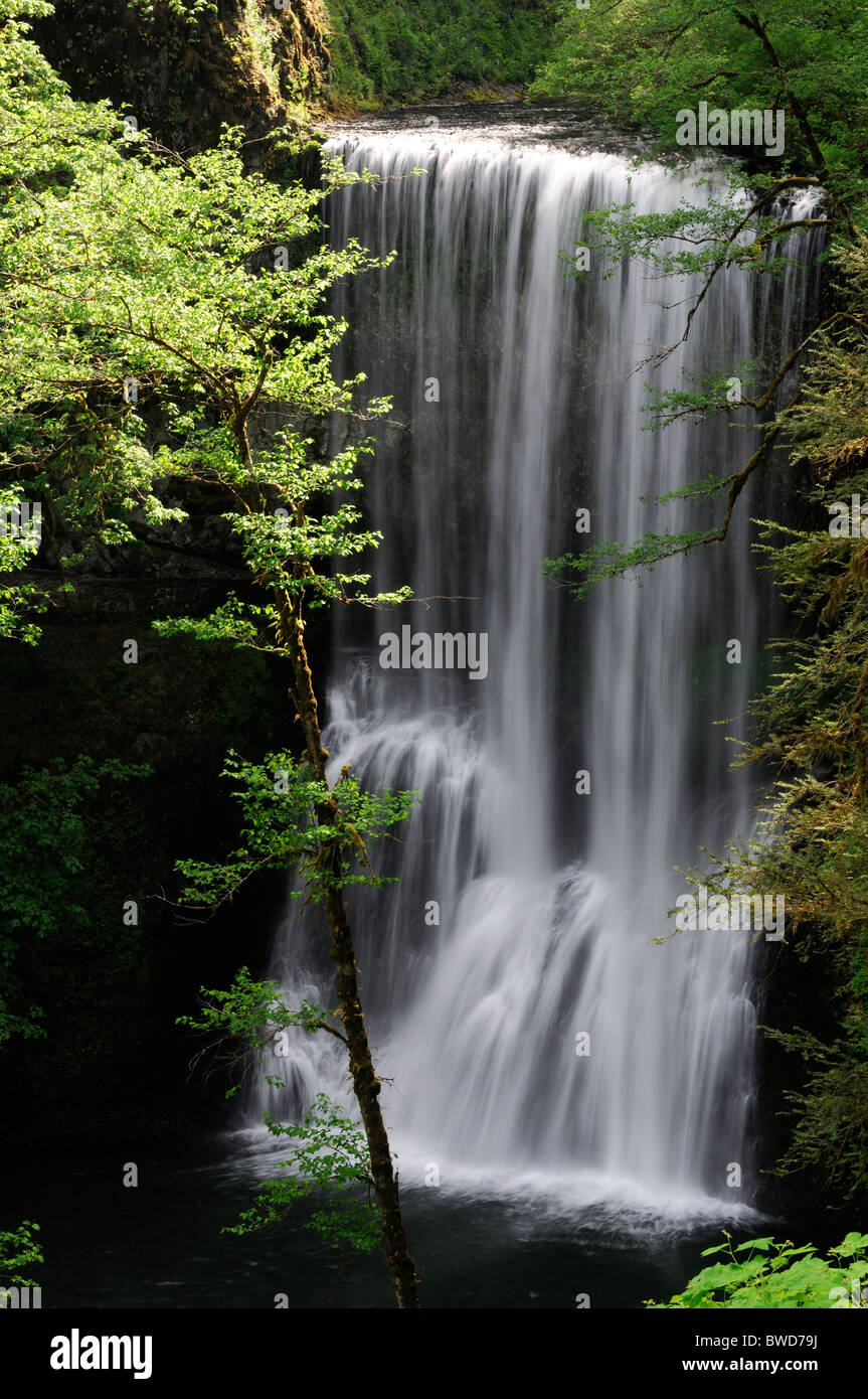 Silver Falls State Park Oregon USA Waterfall Forest Tree Wood ...