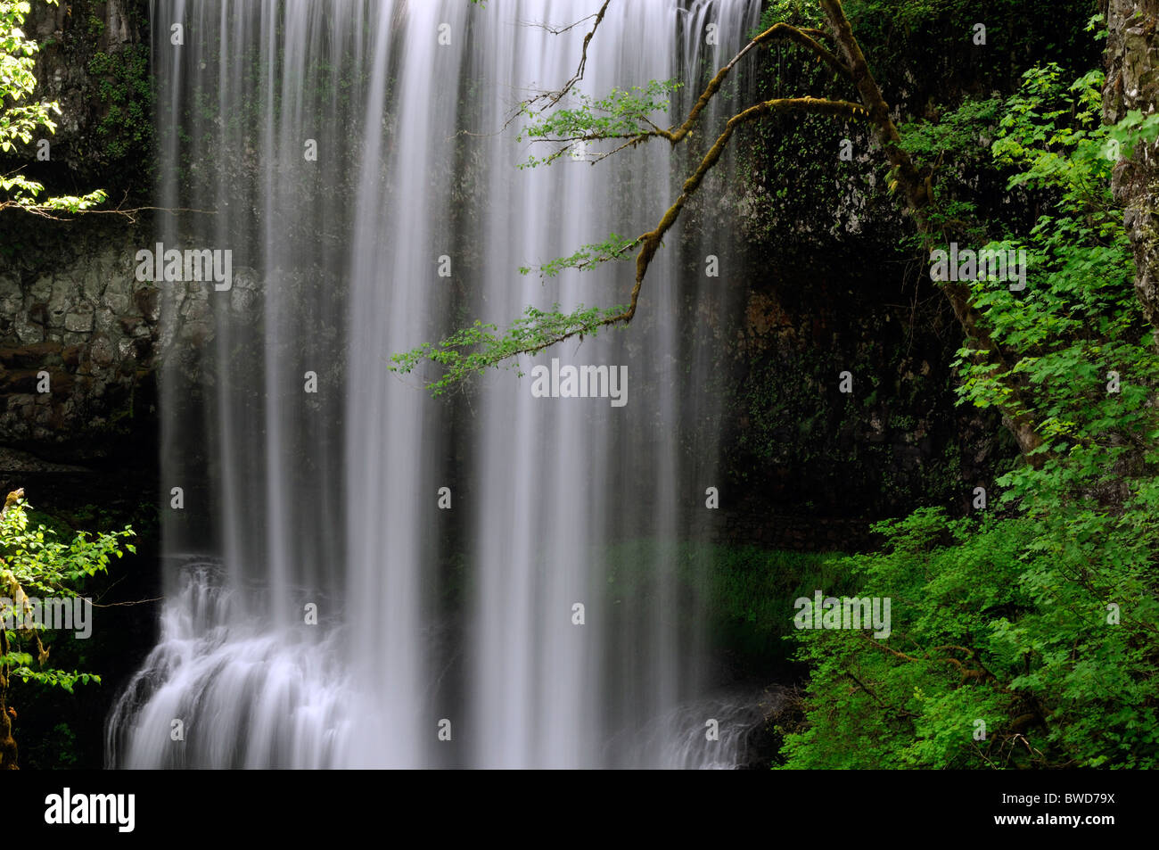 Silver Falls State Park Oregon USA Waterfall Forest Tree Wood ...
